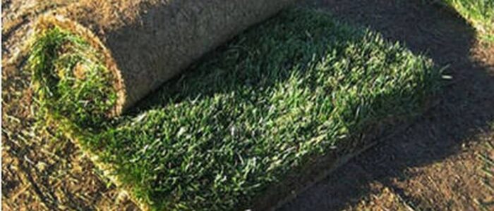 7 consejos prácticos para mejorar el pasto de tu jardín de manera efectiva