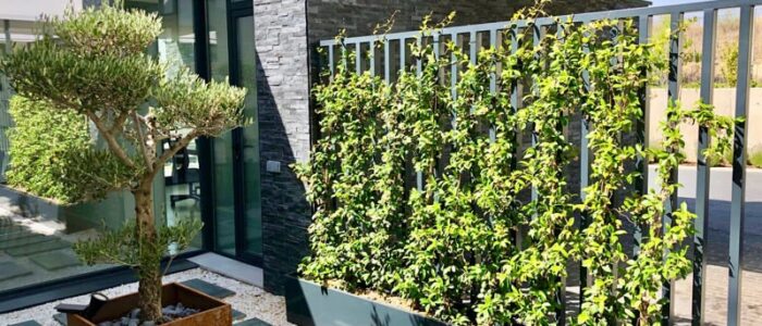 Árbol en Fachada: La Elegancia del Jardín Arquitectónico