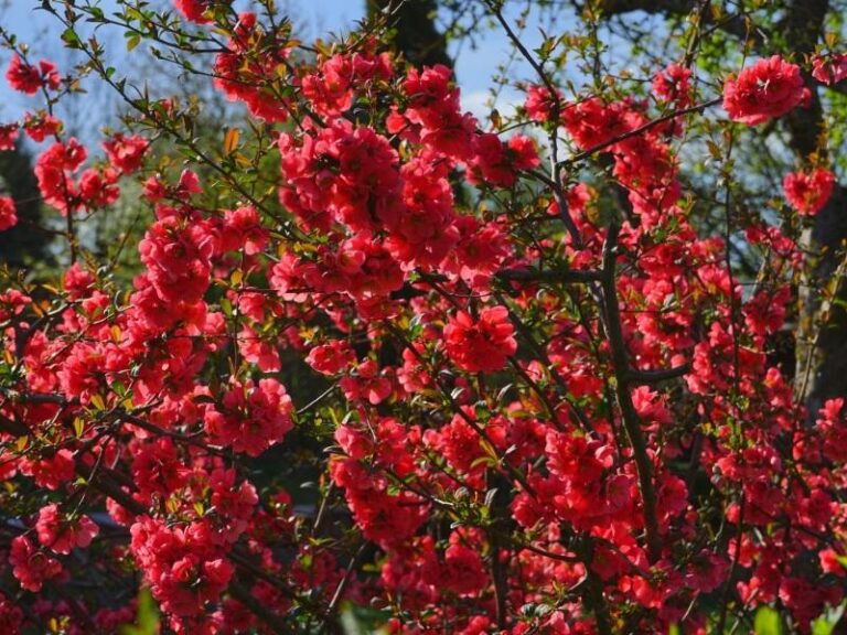 Arbustos de jardín con bolitas rojas: una explosión de color en tu ...