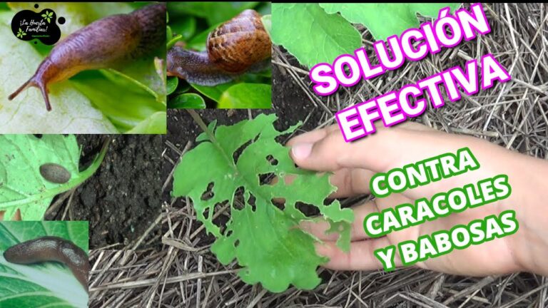 Qué comen las babosas de jardín: Guía completa para controlar su ...