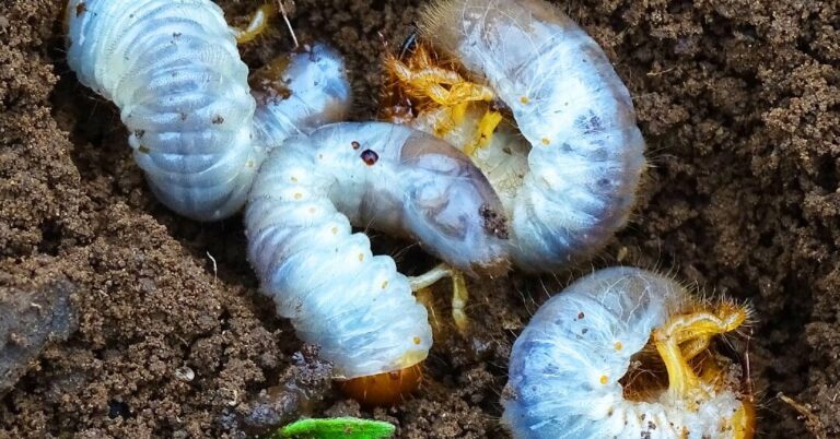 Cómo eliminar una plaga de pulgas en el jardín: Guía completa y ...