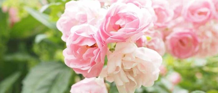 Cómo cortar una flor de tu jardín: Guía paso a paso y consejos útiles
