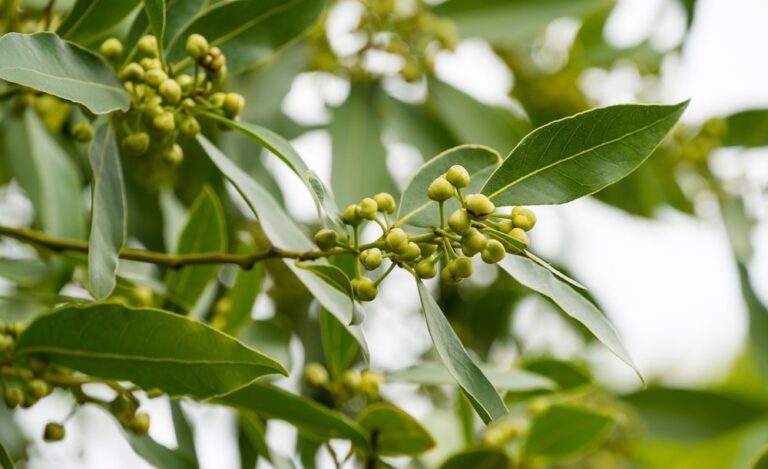 Cómo cultivar laurel de jardín: Guía completa paso a paso