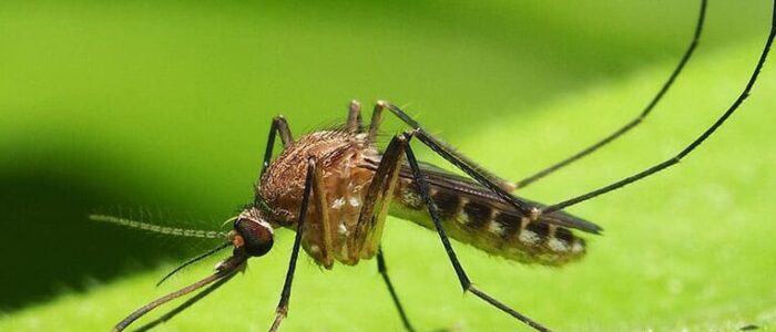 Cómo matar mosquitos en el jardín: métodos efectivos y naturales