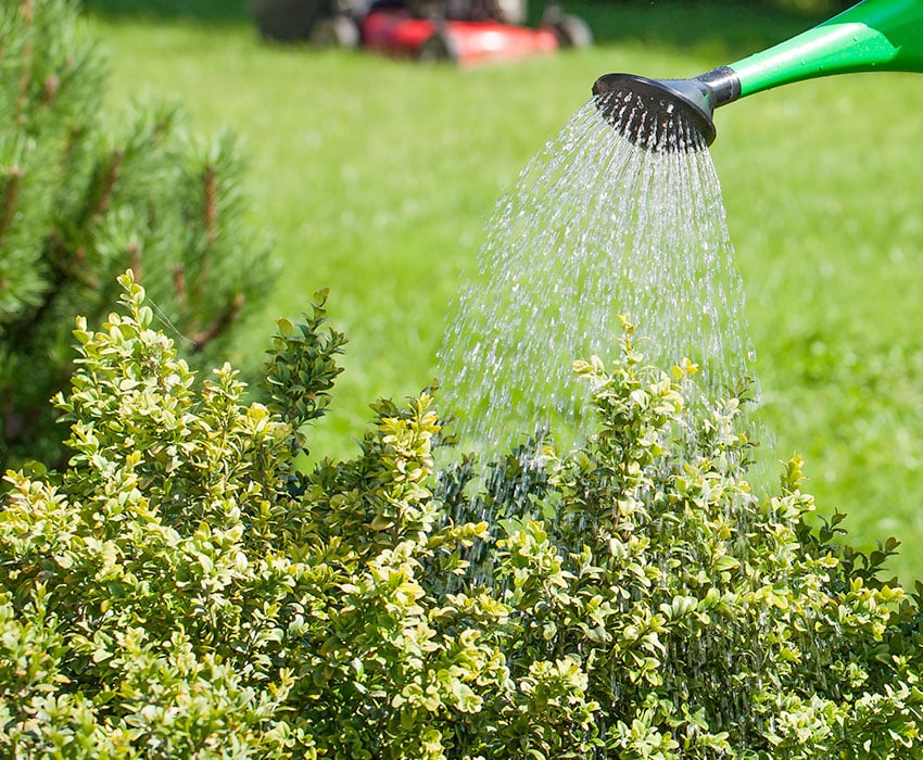 Consejos para usar tu cubeta de agua en el cuidado de tu jardín verde