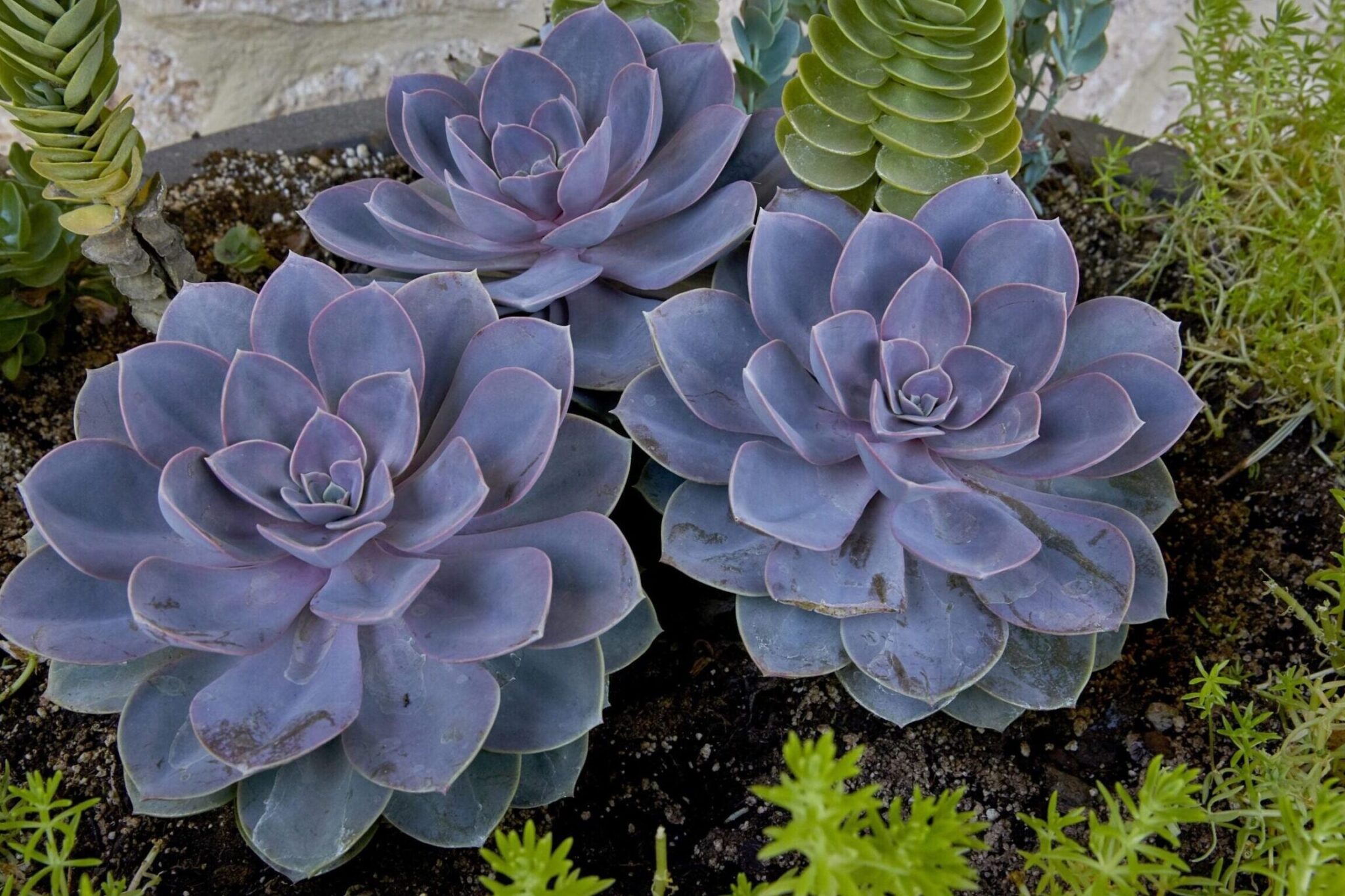 Descubre las fascinantes plantas que se encuentran en el jardín ...