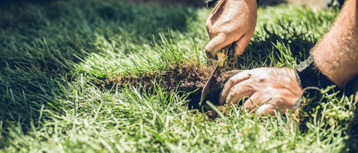 Descubre los diferentes tipos de pasto para jardín y sus nombres: guía ...