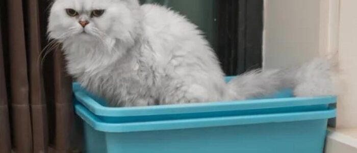 Elimina eficazmente el olor a popó de gato del jardín: técnicas y ...