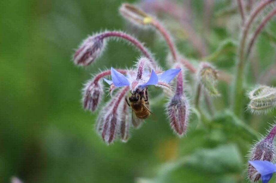 Guía completa para identificar insectos en el jardín: consejos y técnicas