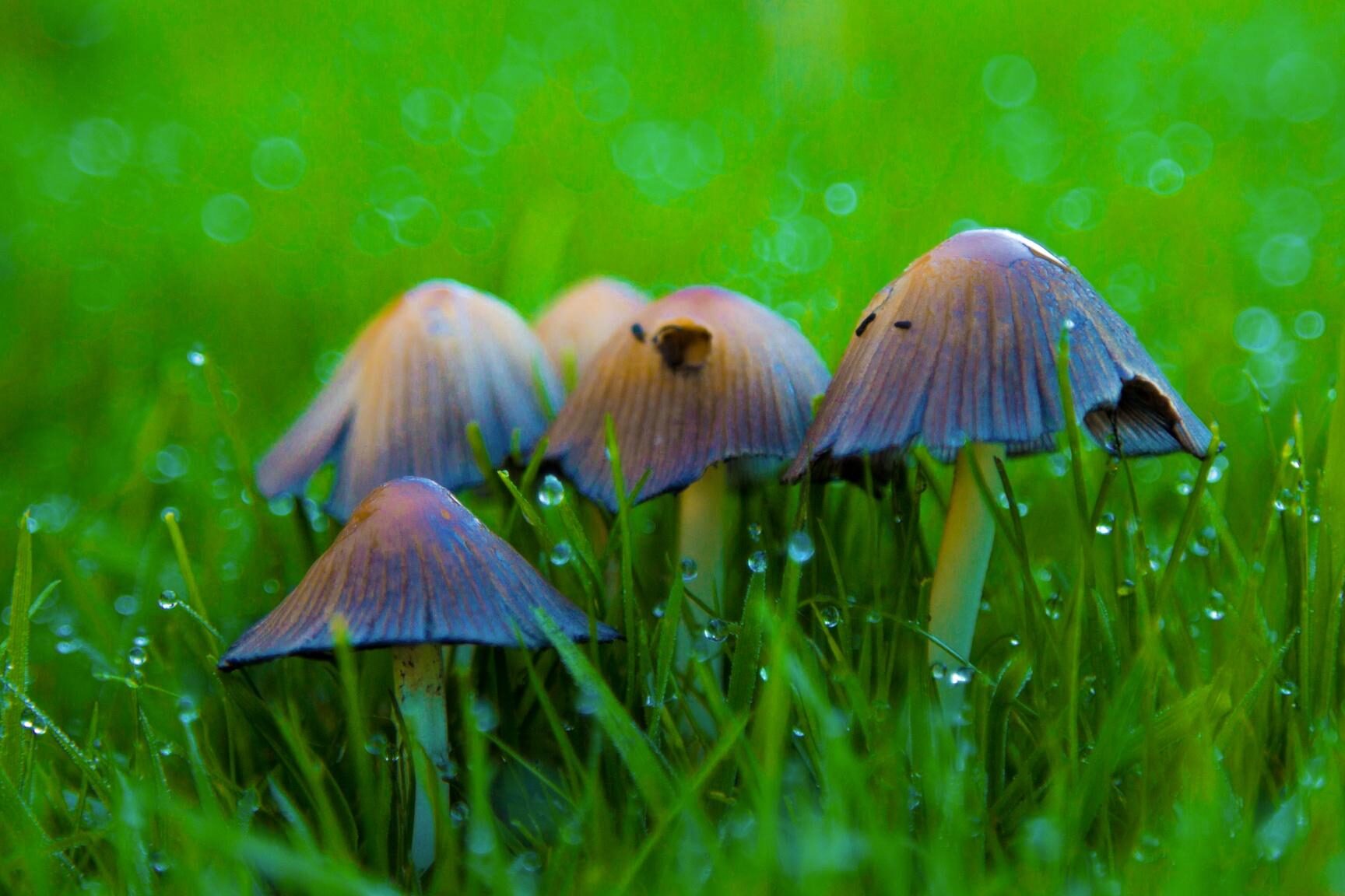 Hongos en las plantas de jardín: causas, prevención y tratamientos eficaces