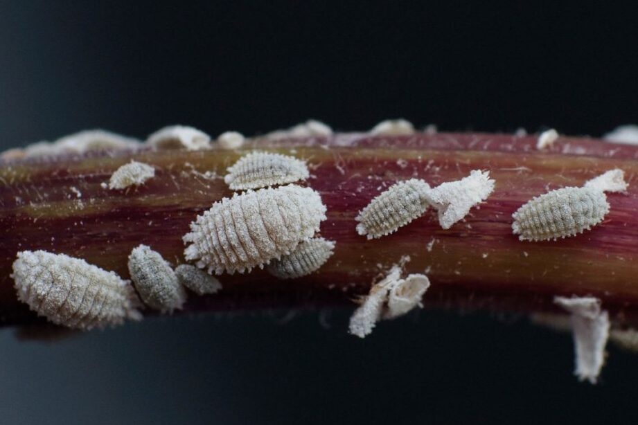 La familia de insectos plaga: cómo identificarlos y combatirlos en ...