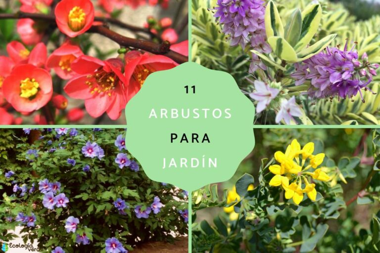 Los mejores arbustos para delimitar jardines: Nombres y características