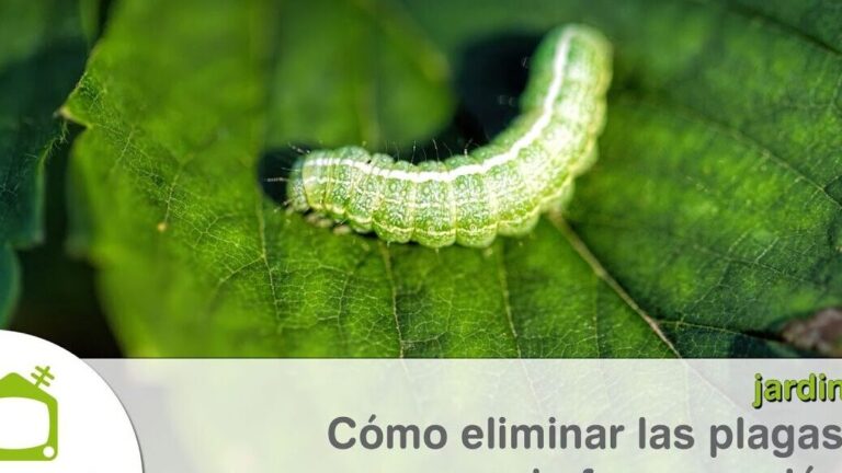 Plagas comunes en el jardín: cómo identificarlas y controlarlas ...