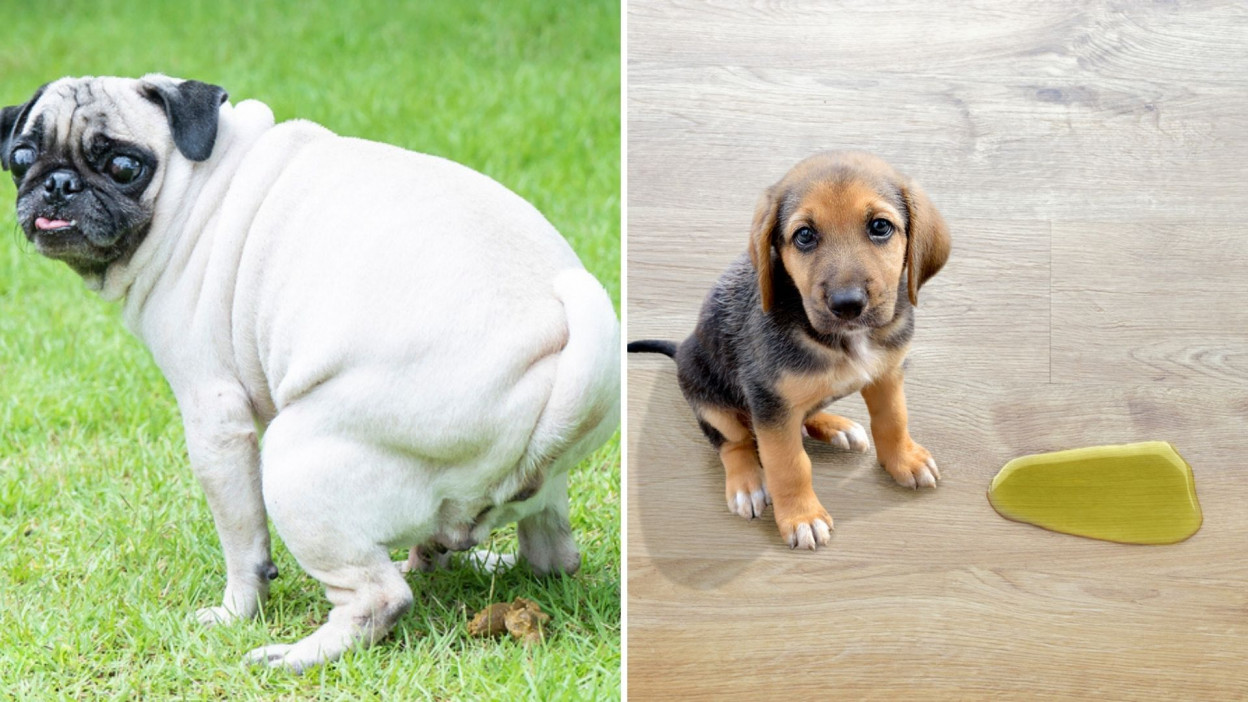 Trucos efectivos para evitar que los perros defequen en tu jardín: Guía ...